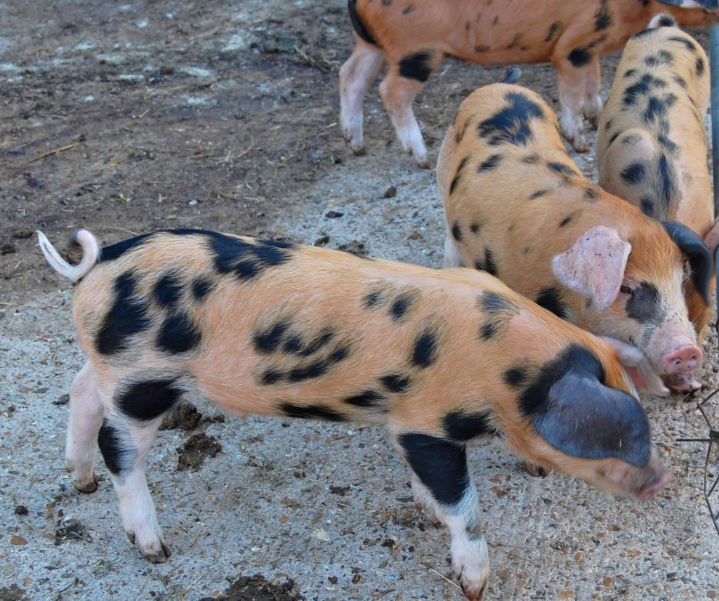 Sept13 Chestnut2 - Oaklands Pigs
