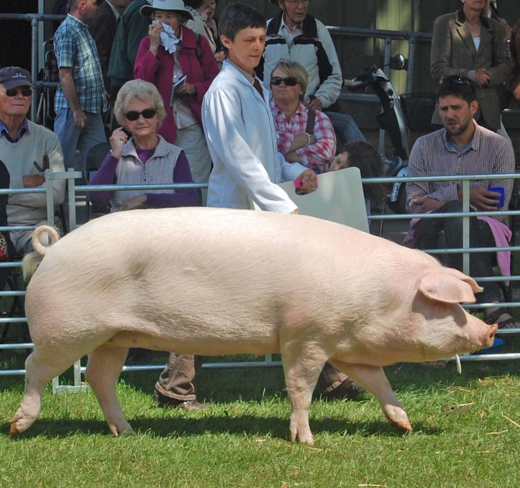 Reserve Best in Show at the South of England Show - Oaklands Pigs