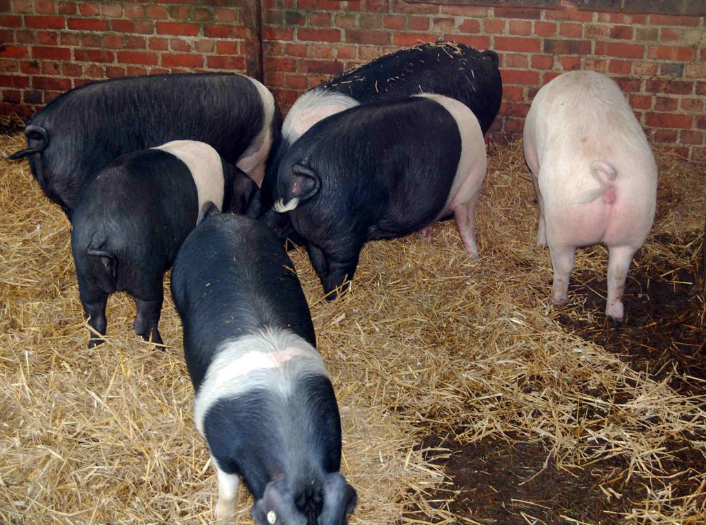 Show Selection Time - Oaklands Pigs