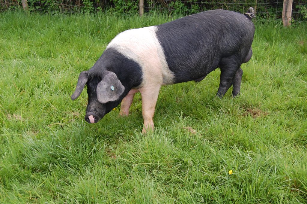 boar may18 - Oaklands Pigs