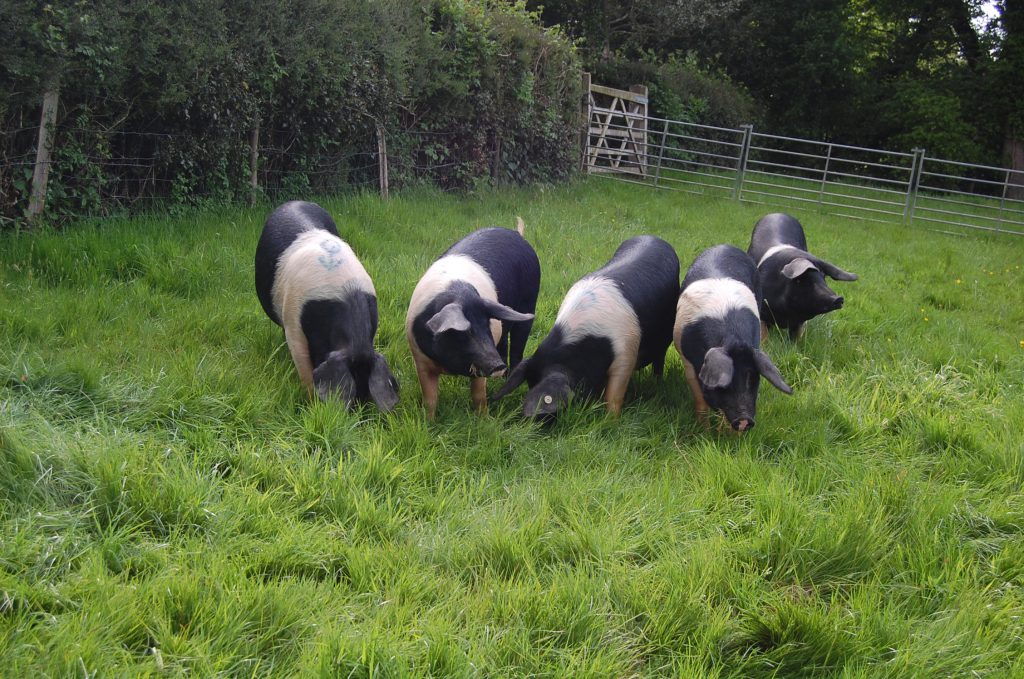 gilts 1 - Oaklands Pigs