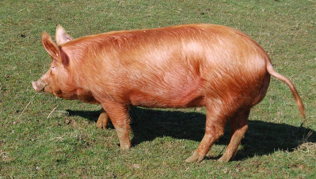 DSC_0028 (2) - Oaklands Pigs