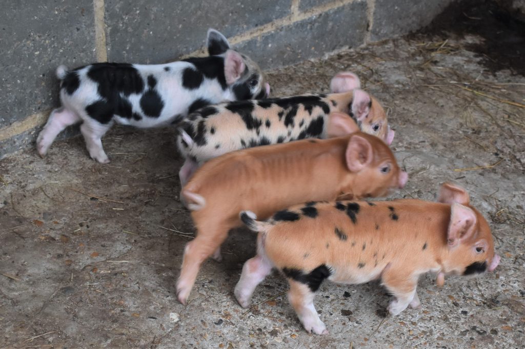 For sale - Oaklands Pigs