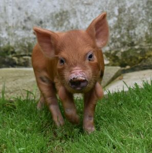 For sale - Oaklands Pigs