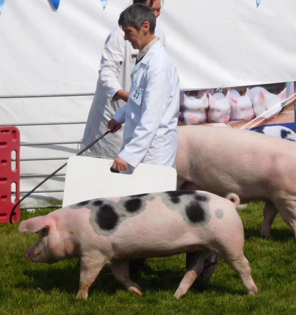 Home - Oaklands Pigs