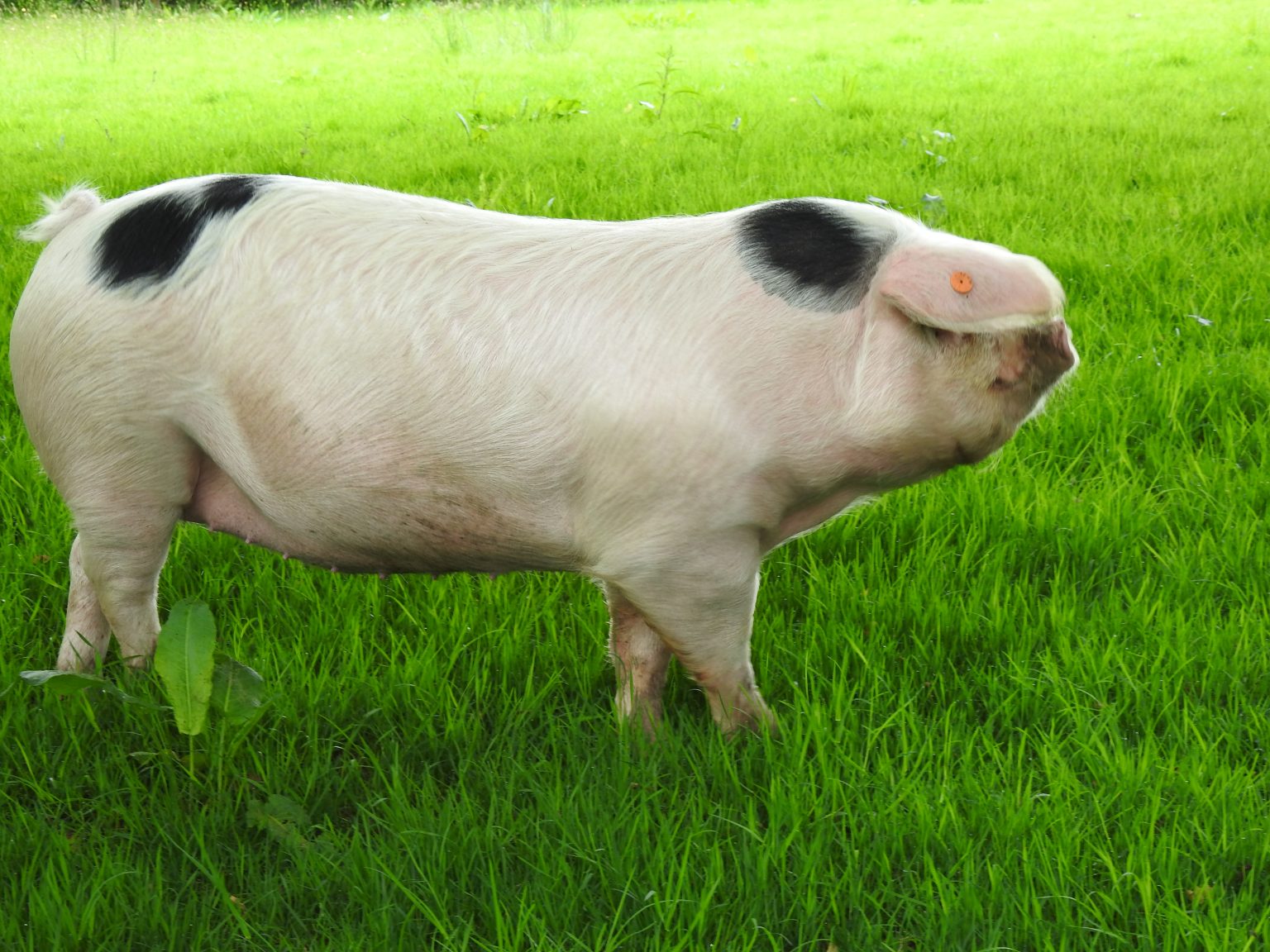 For sale - Oaklands Pigs