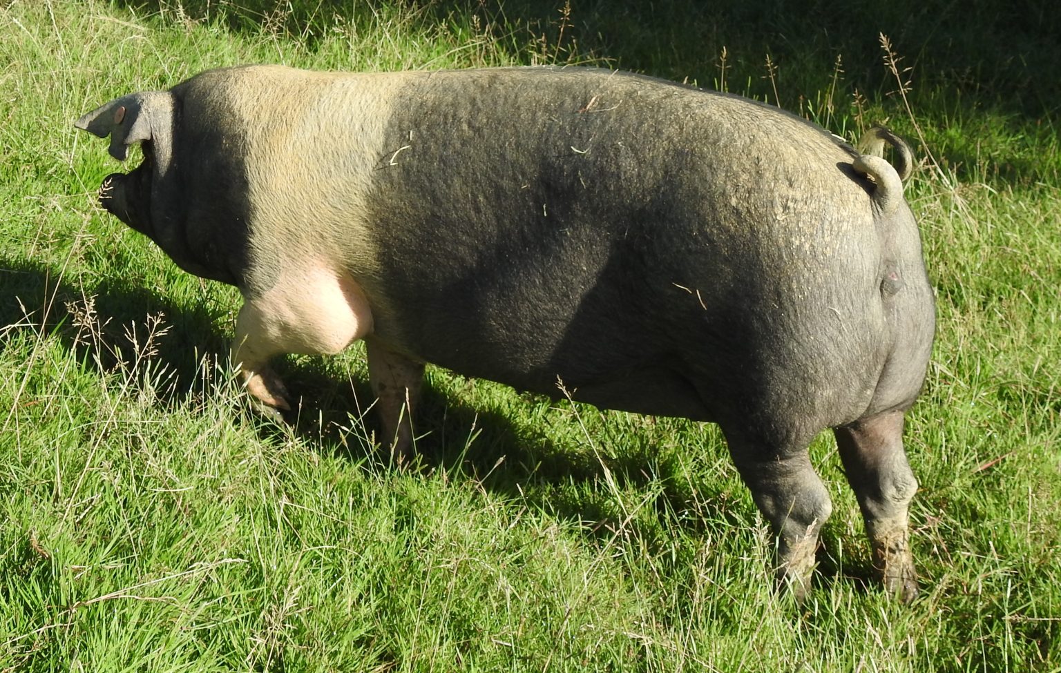 For sale - Oaklands Pigs