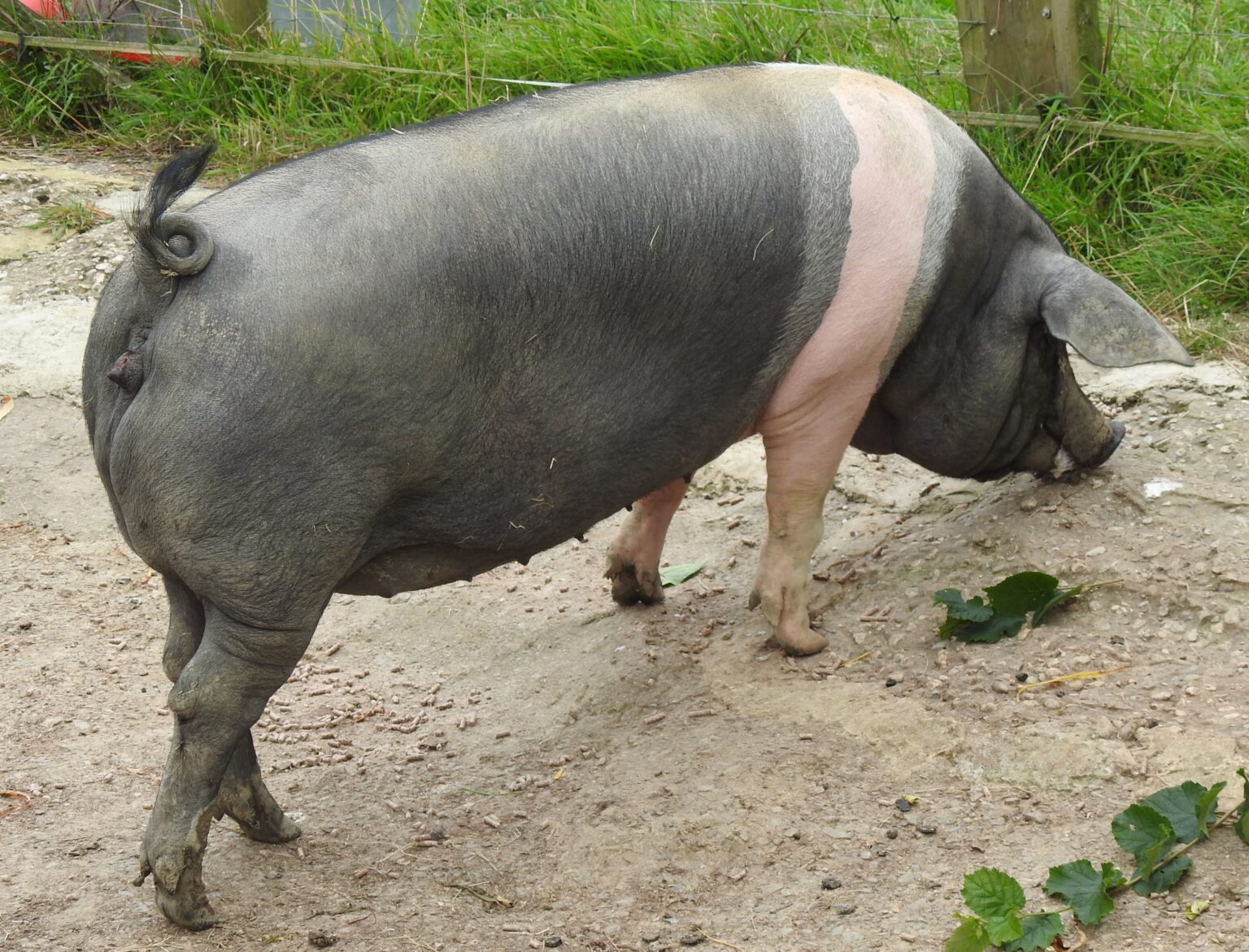 For sale - Oaklands Pigs